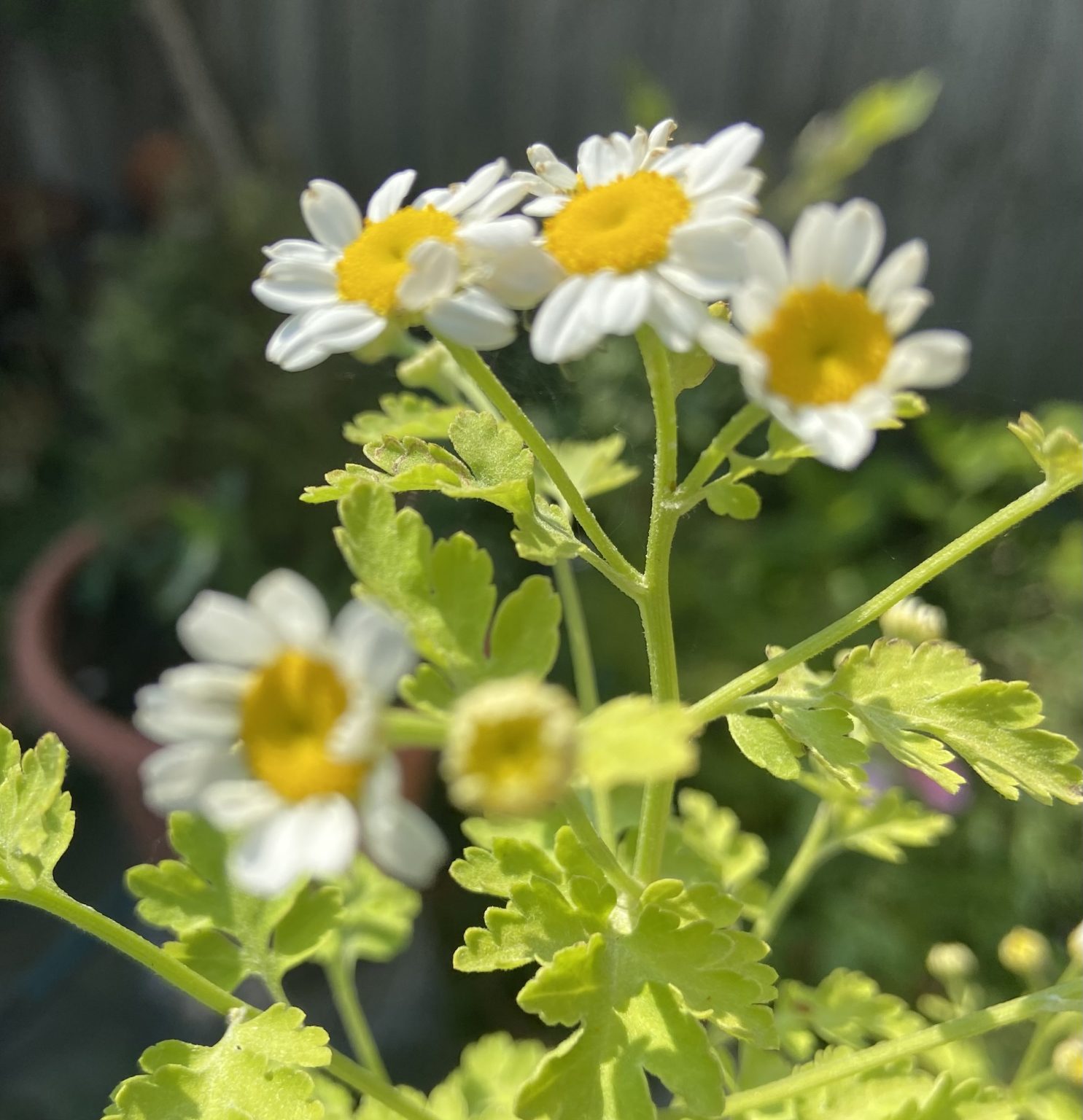 Journal - Ink And ocean Botanicals