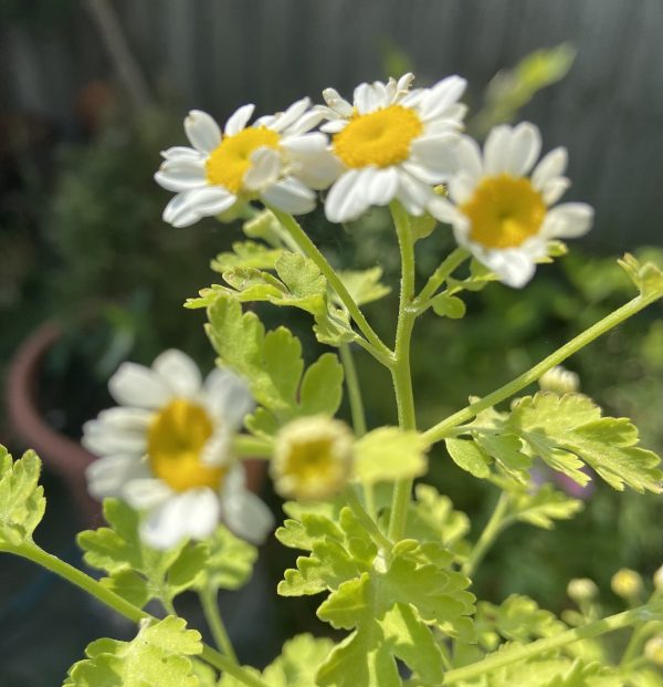 Journal - Ink And ocean Botanicals