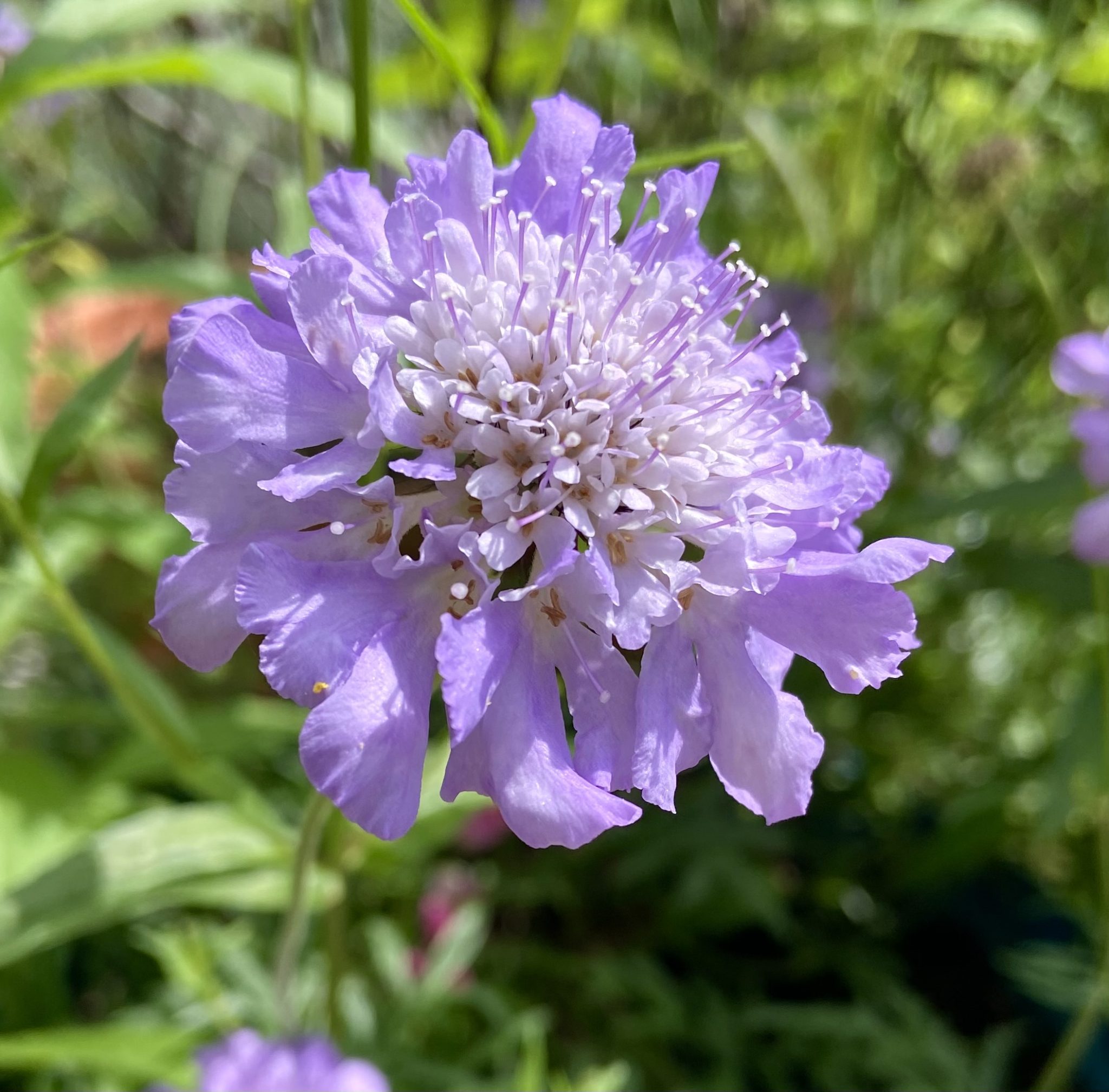 Journal - Ink And ocean Botanicals