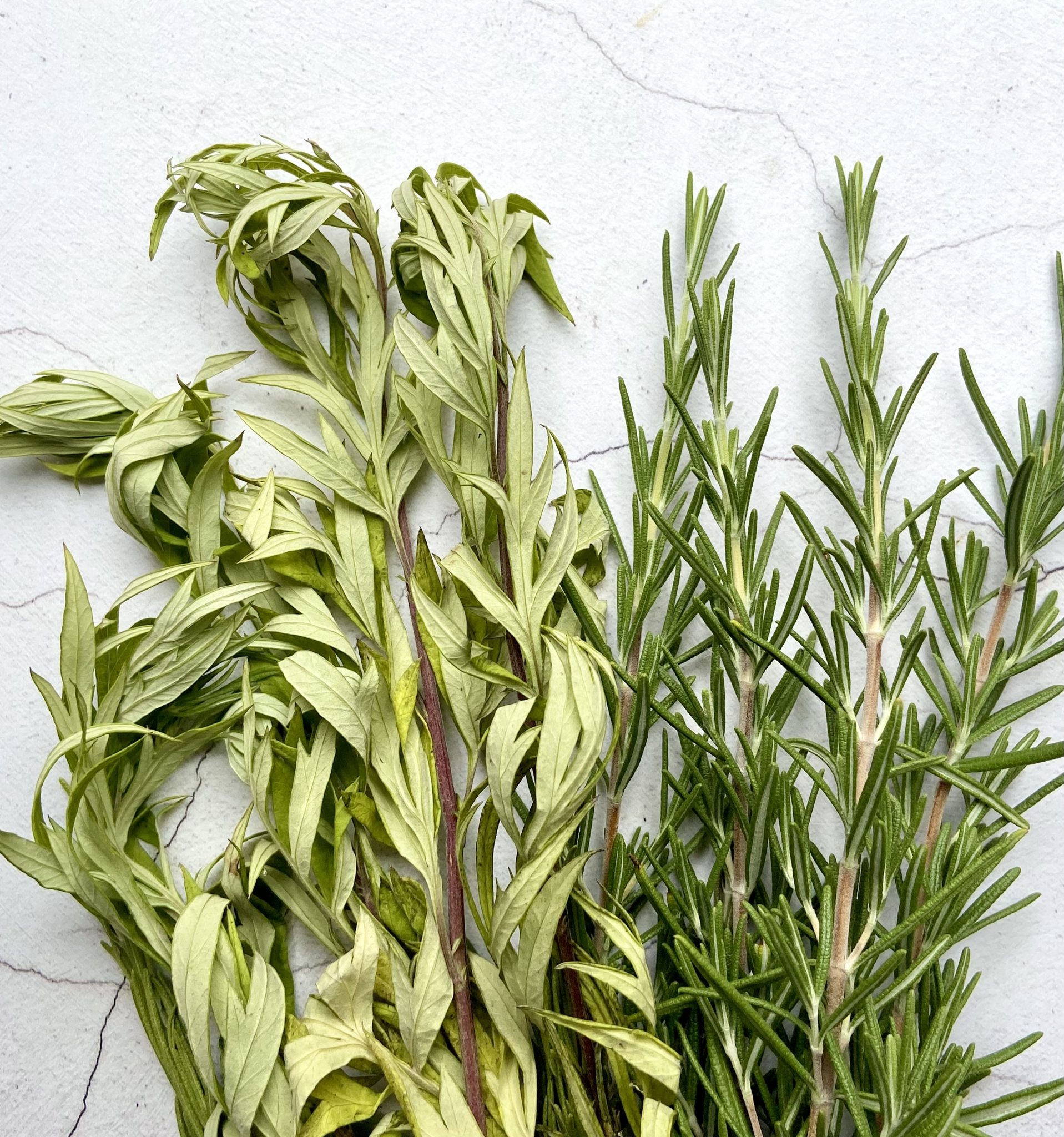 Journal - Ink And ocean Botanicals