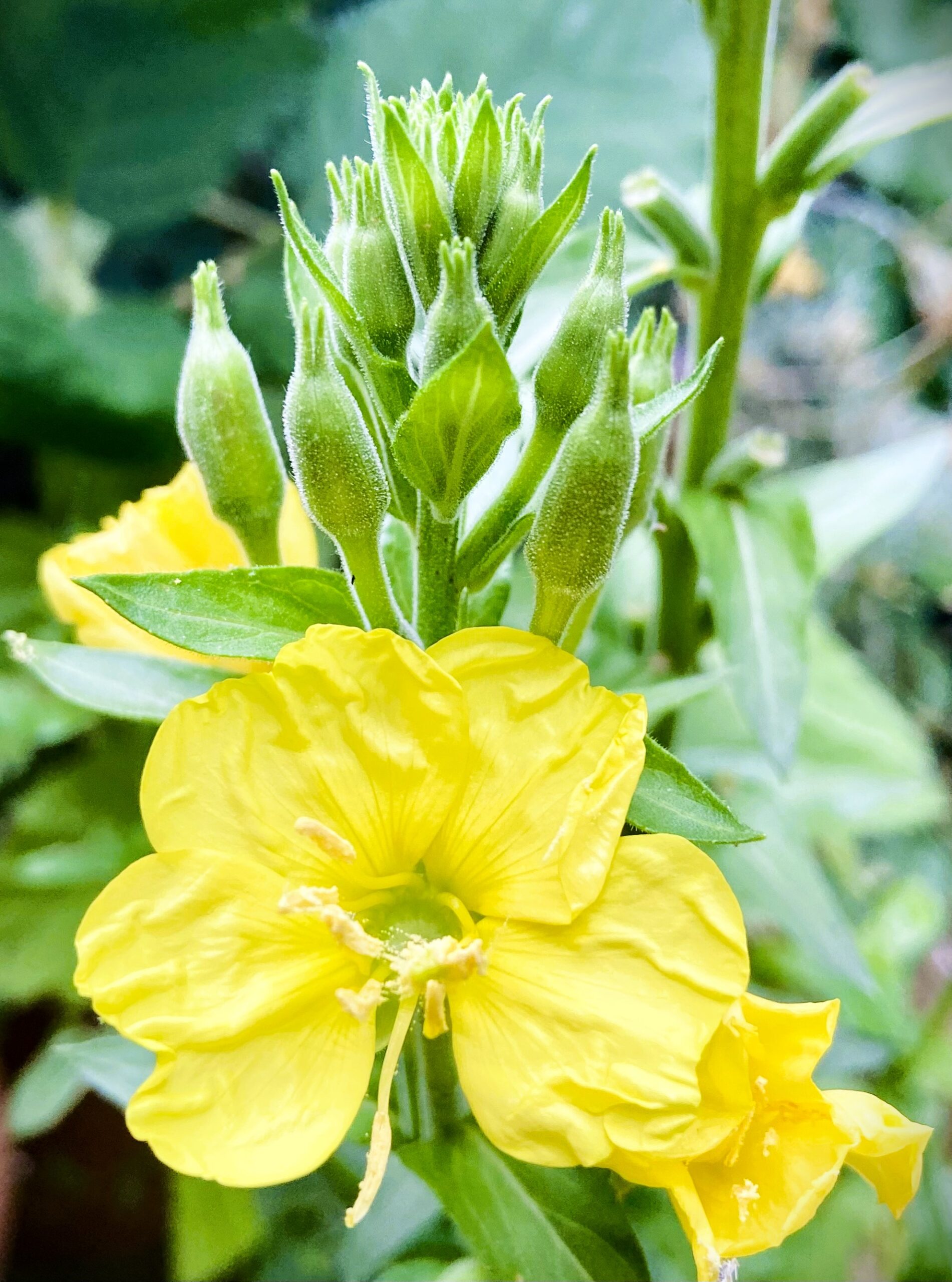 Journal - Ink And ocean Botanicals