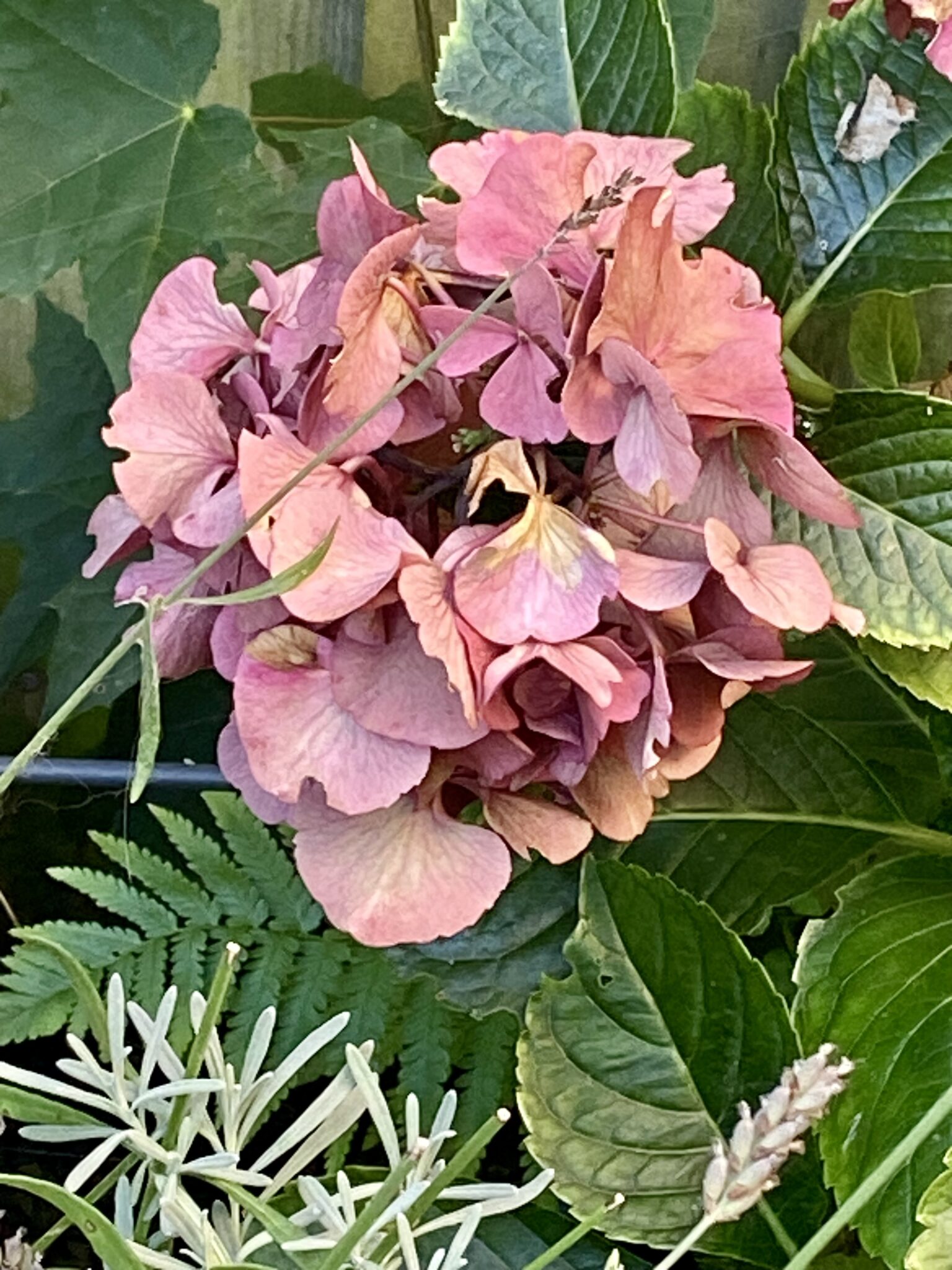 Journal - Ink And ocean Botanicals